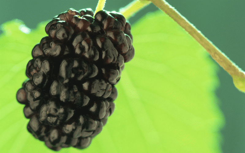 mori_fructus_pflanze_800x500 - Jens Heitmüller - Facharzt für Innere Medizin